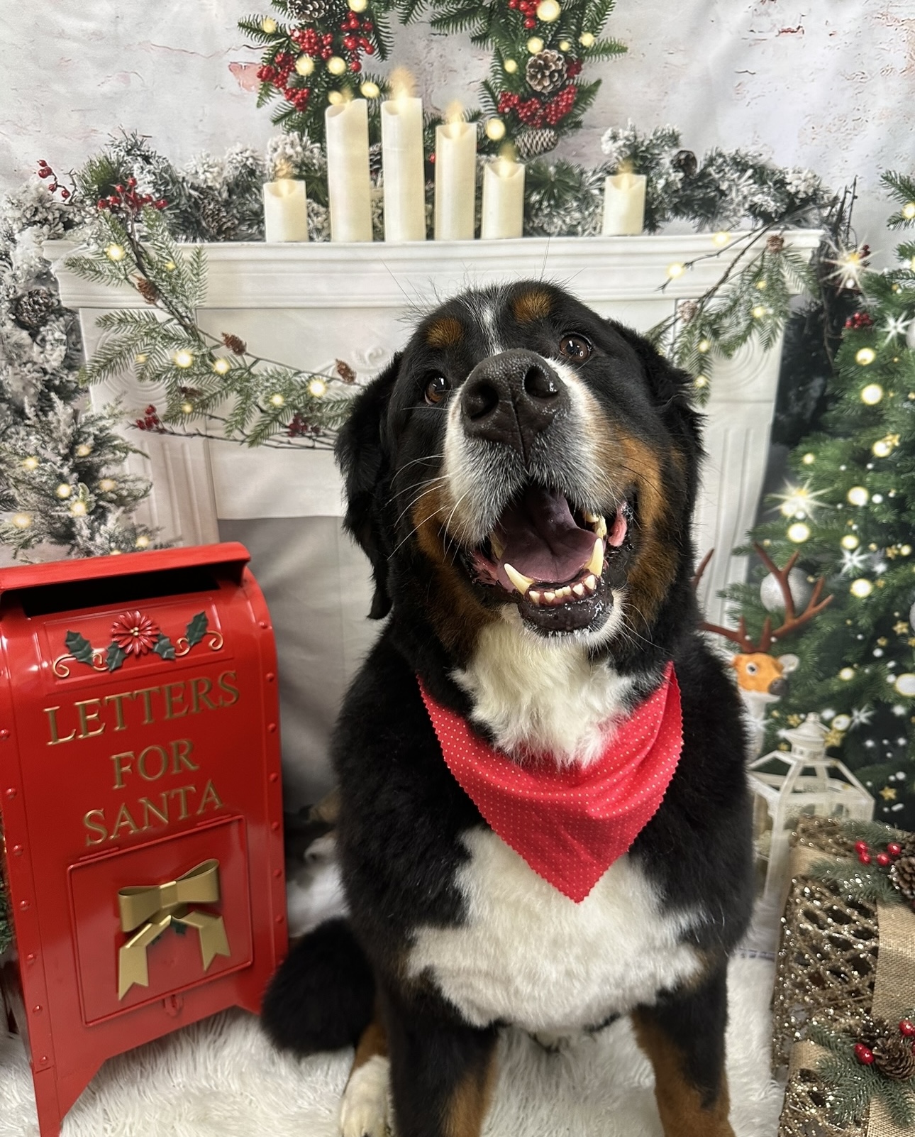 Online booking - Pampered Pooch Grooming & Boutique