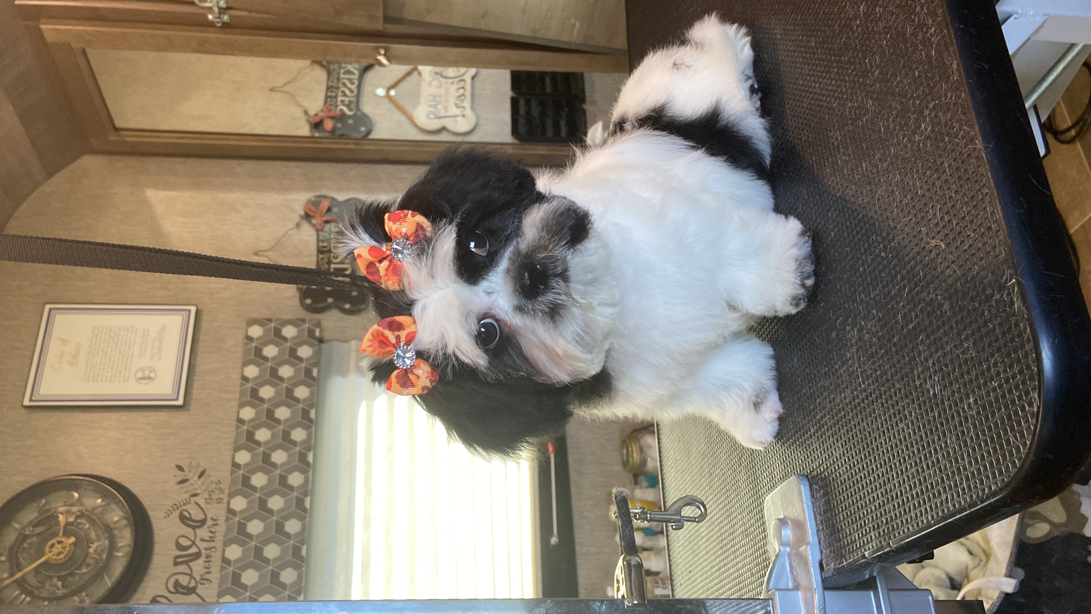 Online booking - Fancy Mutts Grooming LLC