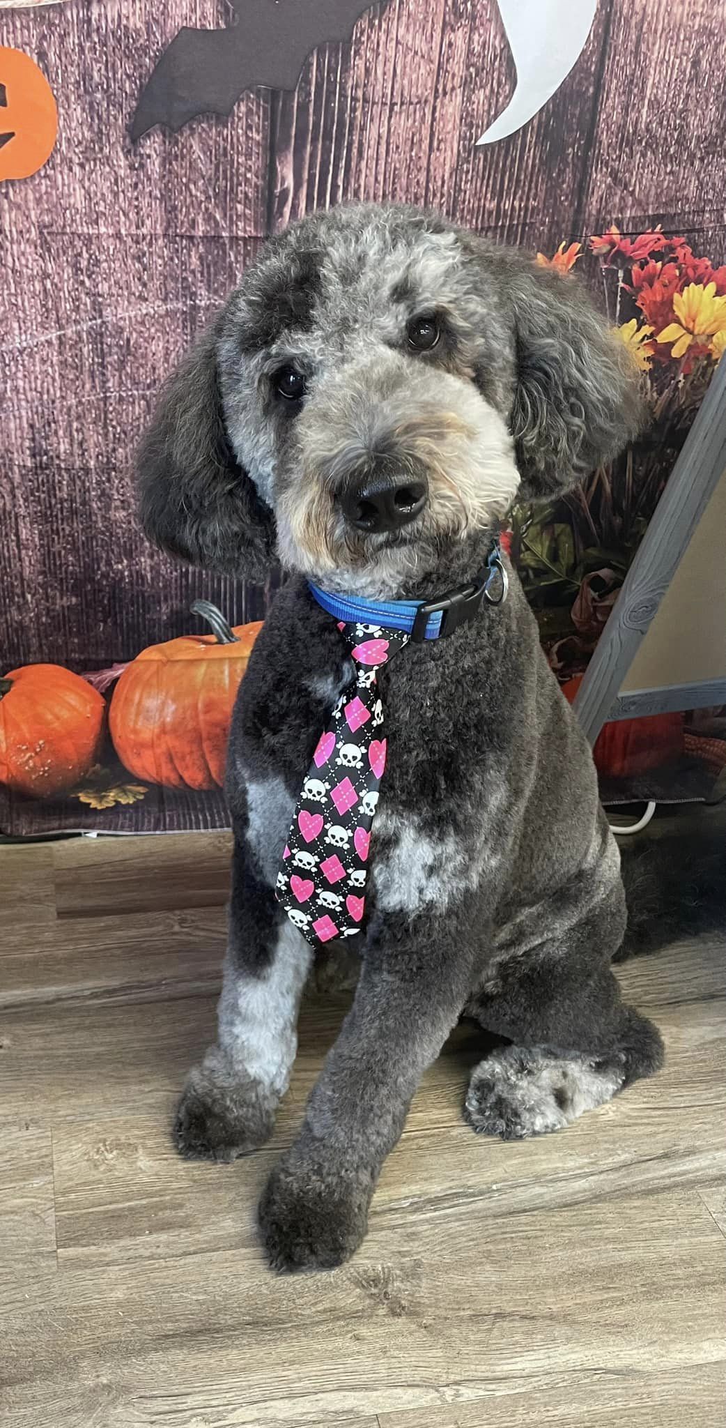 Online booking - Fur & Fluff Grooming, LLC