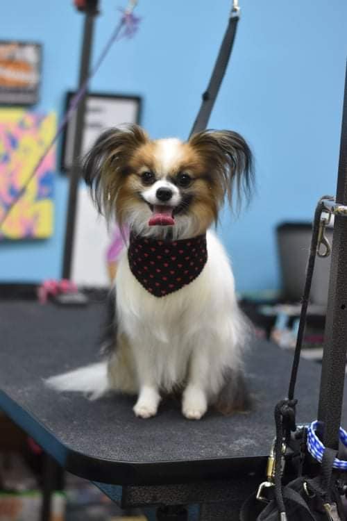 Online booking - The Dashing Dog Parlour, LLC