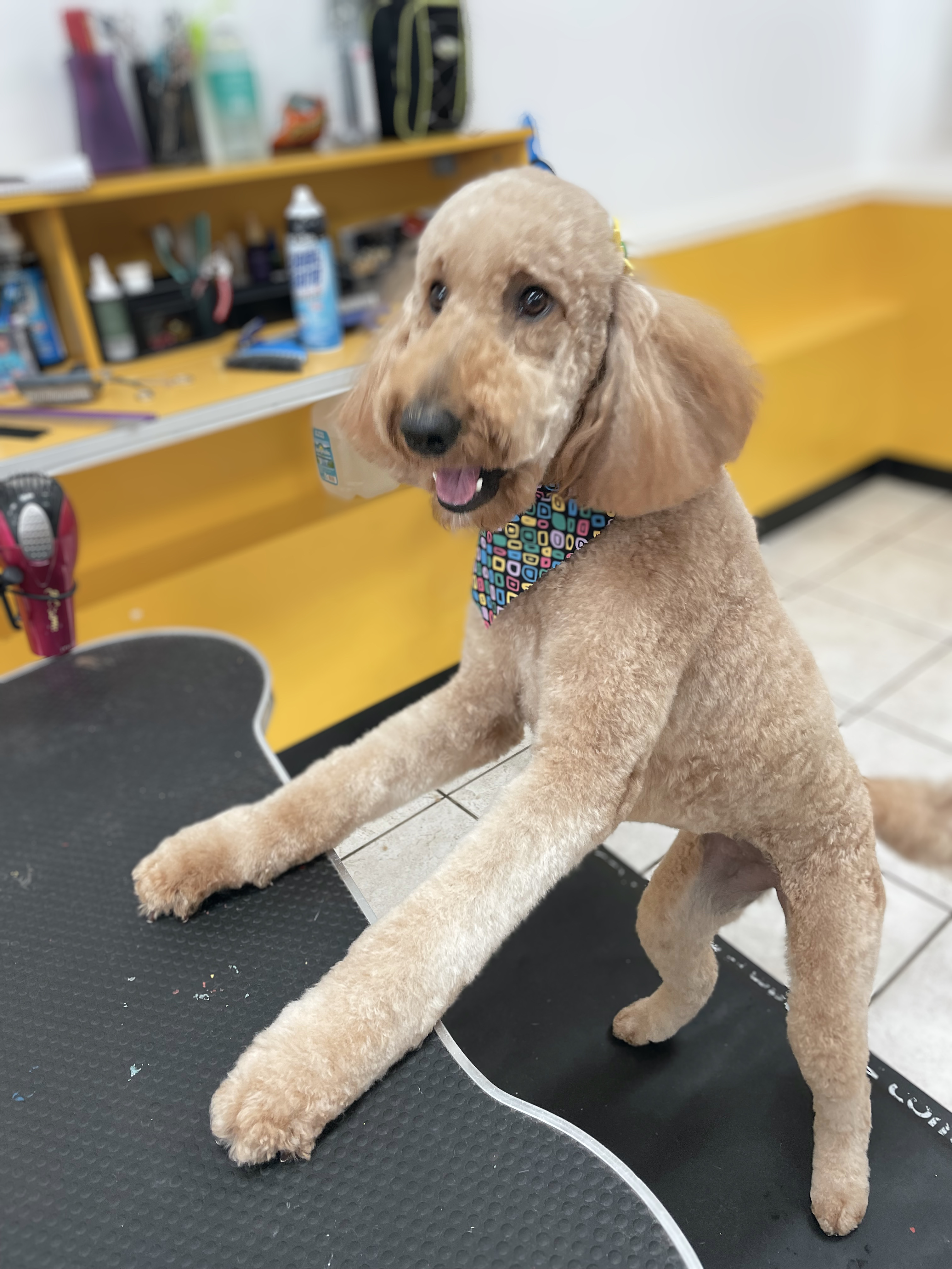 Online booking - The Paw Shop