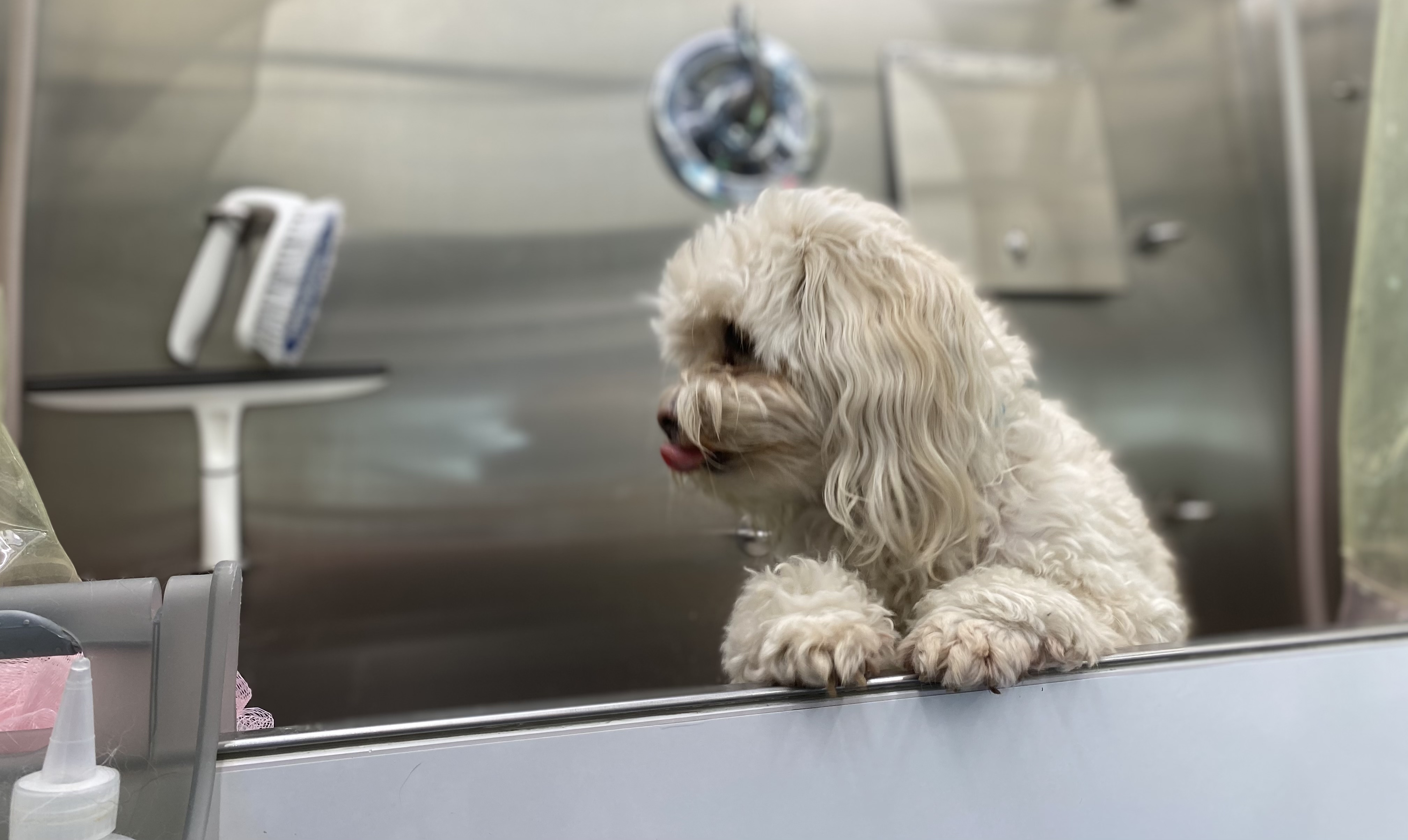 Online booking - Rogue Rover Grooming