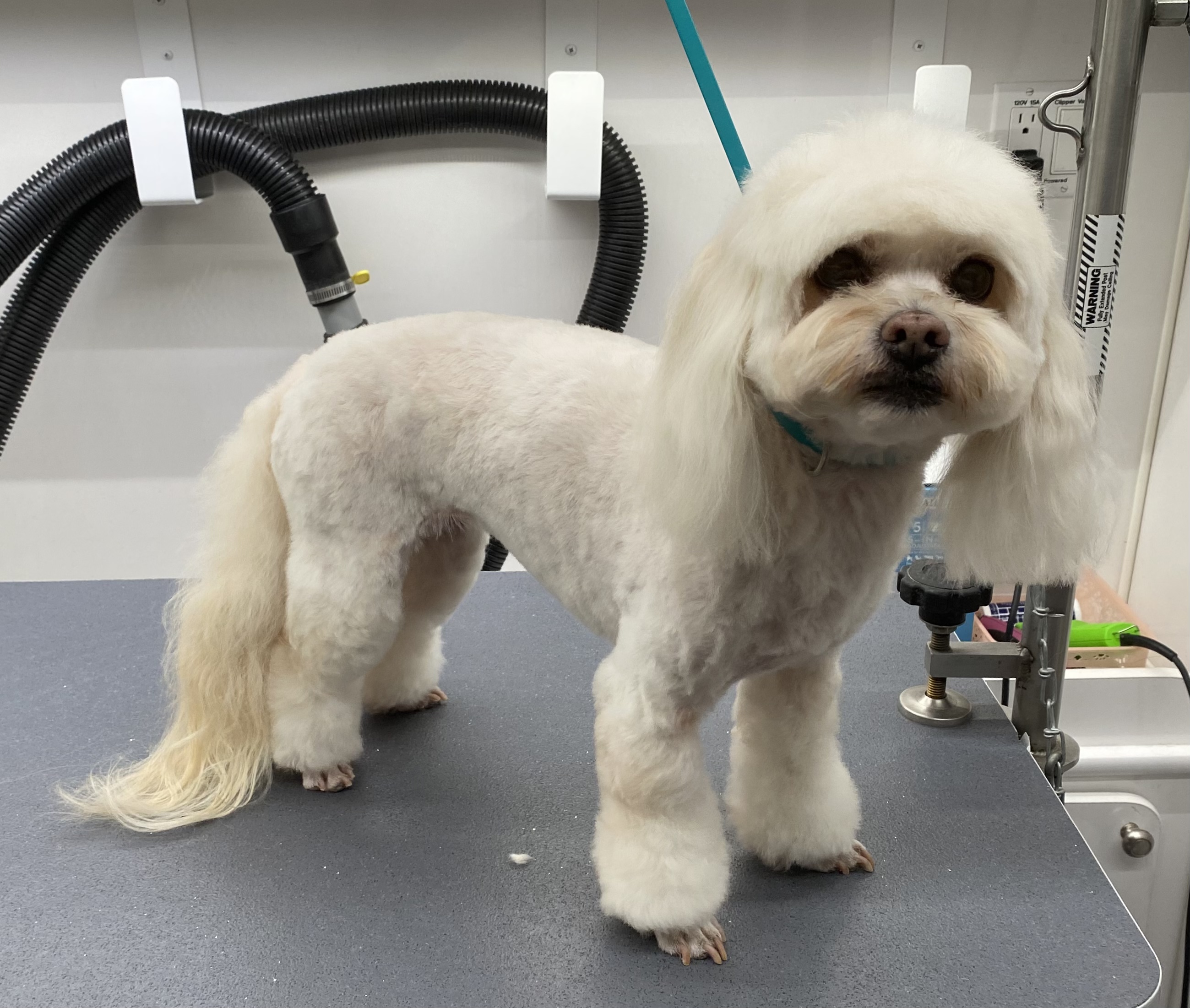 Online booking - Rogue Rover Grooming