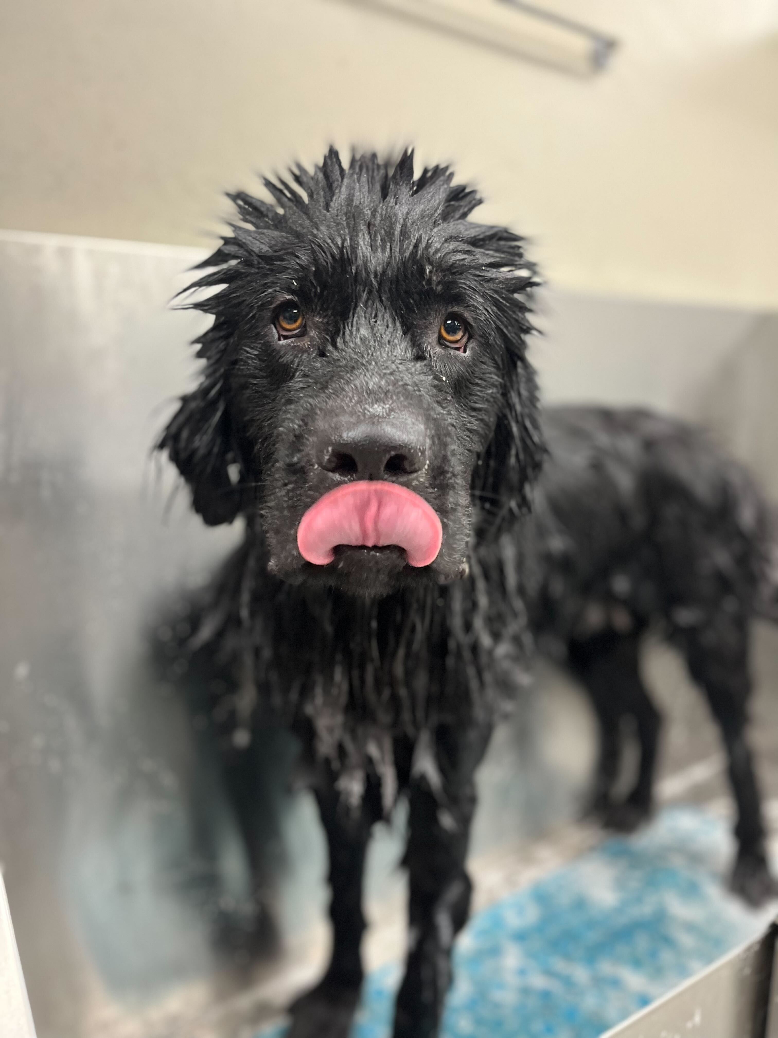 Online booking - Dee-O-Gee Bozeman