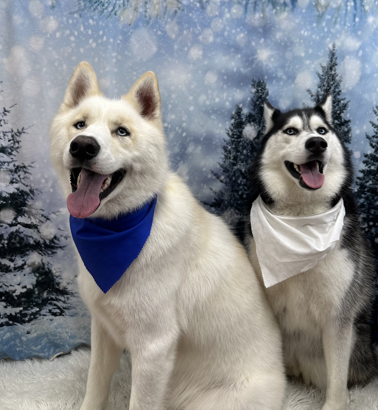 Online booking - Pampered Pooch Grooming & Boutique