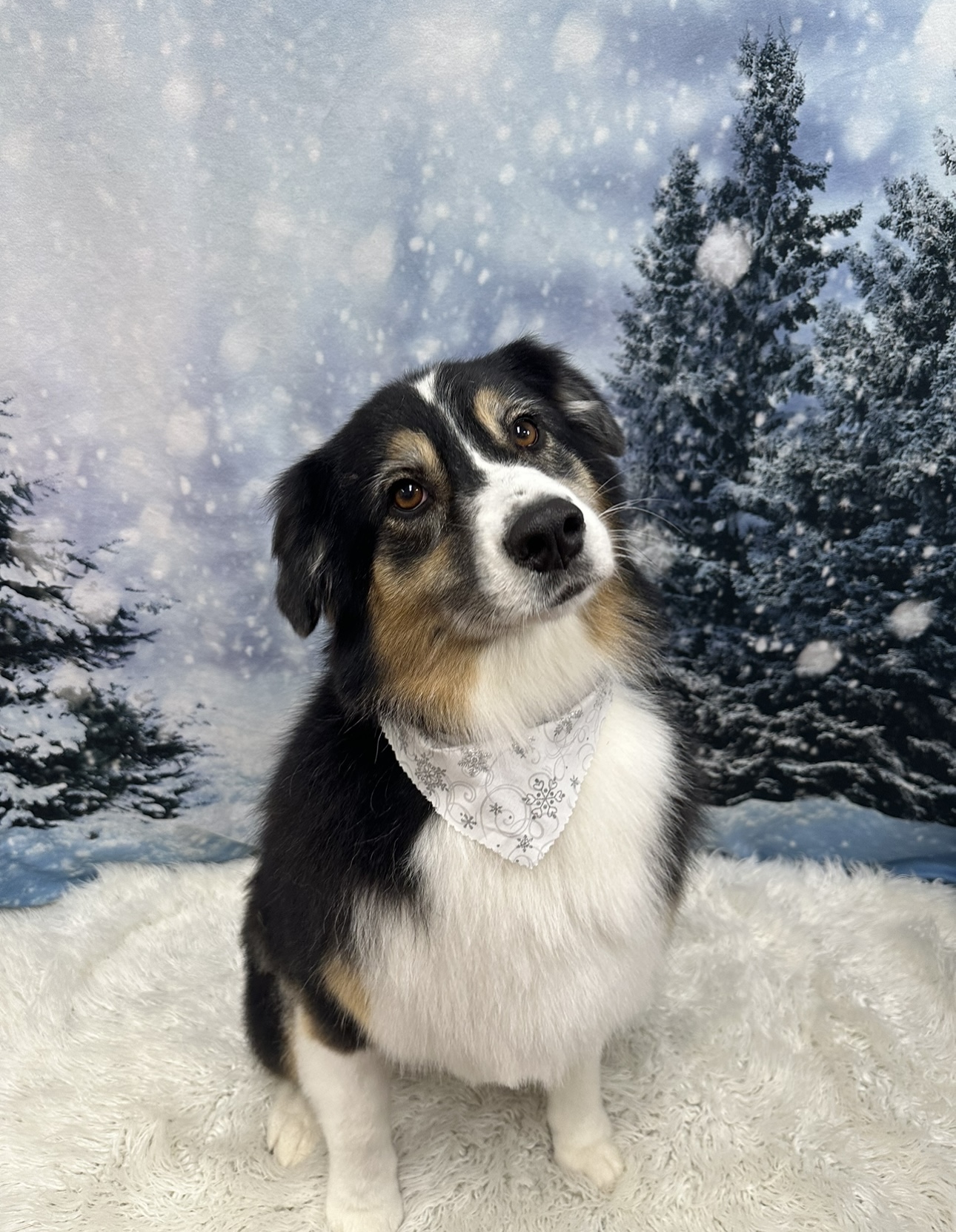 Online booking - Pampered Pooch Grooming & Boutique