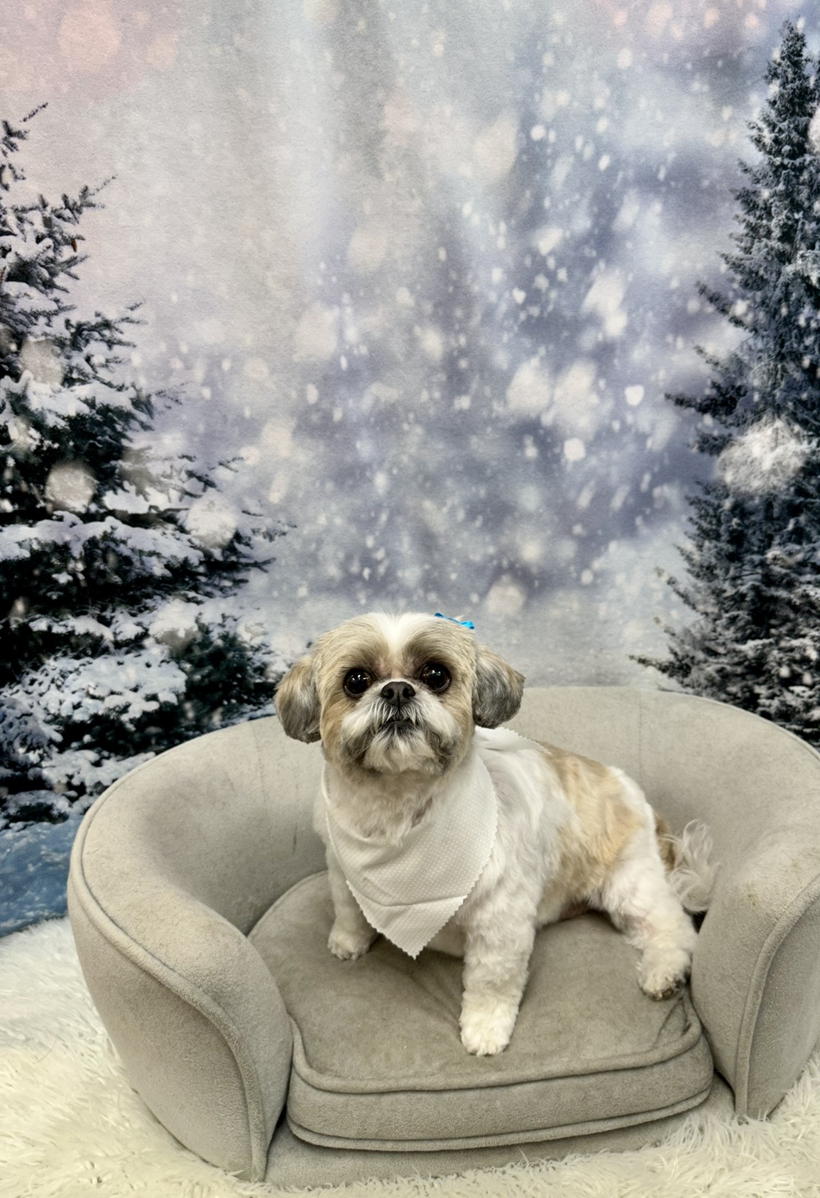 Online booking - Pampered Pooch Grooming & Boutique