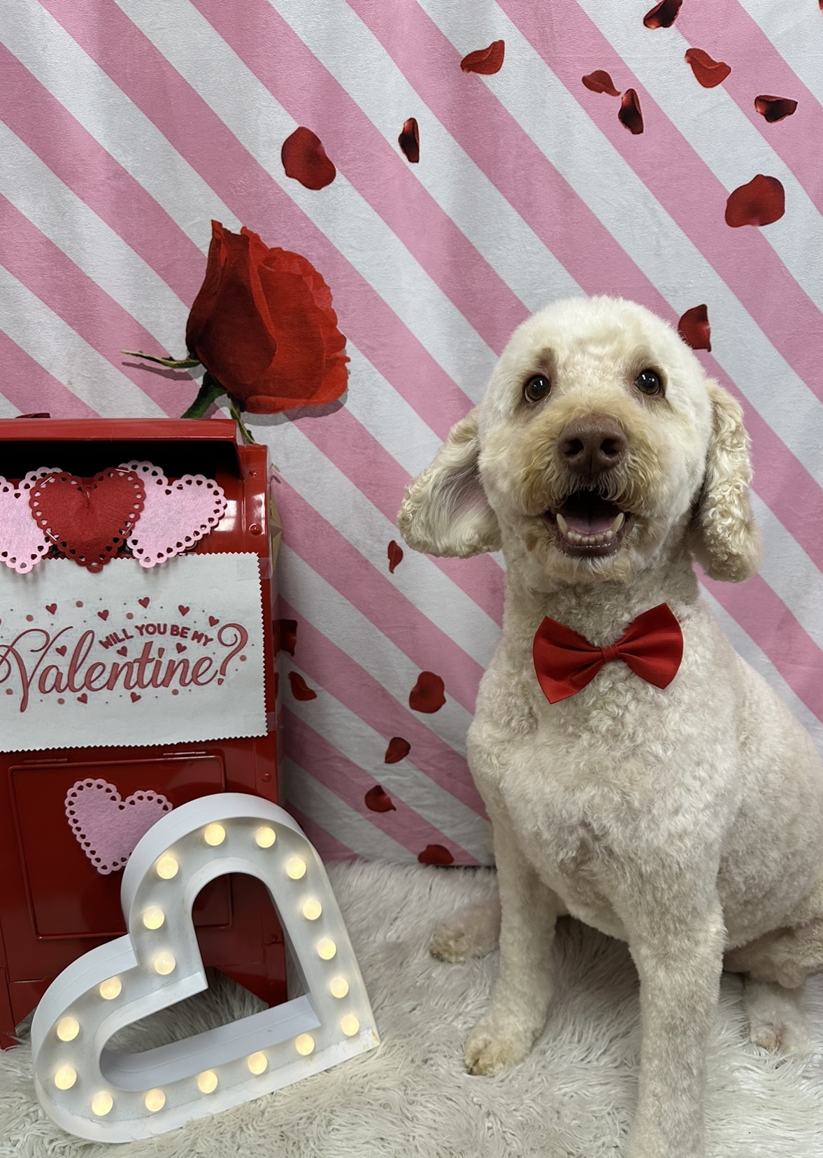 Online booking - Pampered Pooch Grooming & Boutique