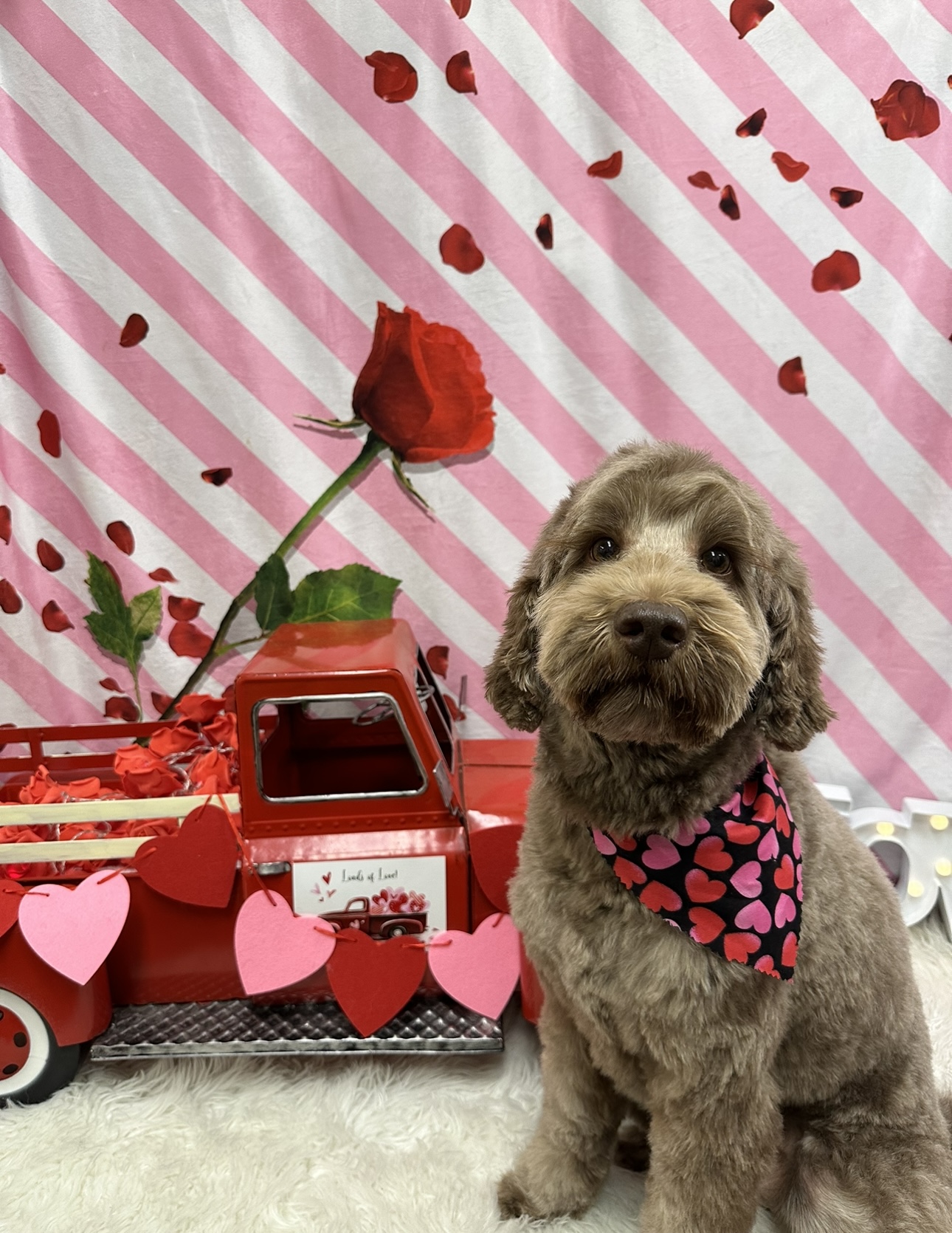 Online booking - Pampered Pooch Grooming & Boutique