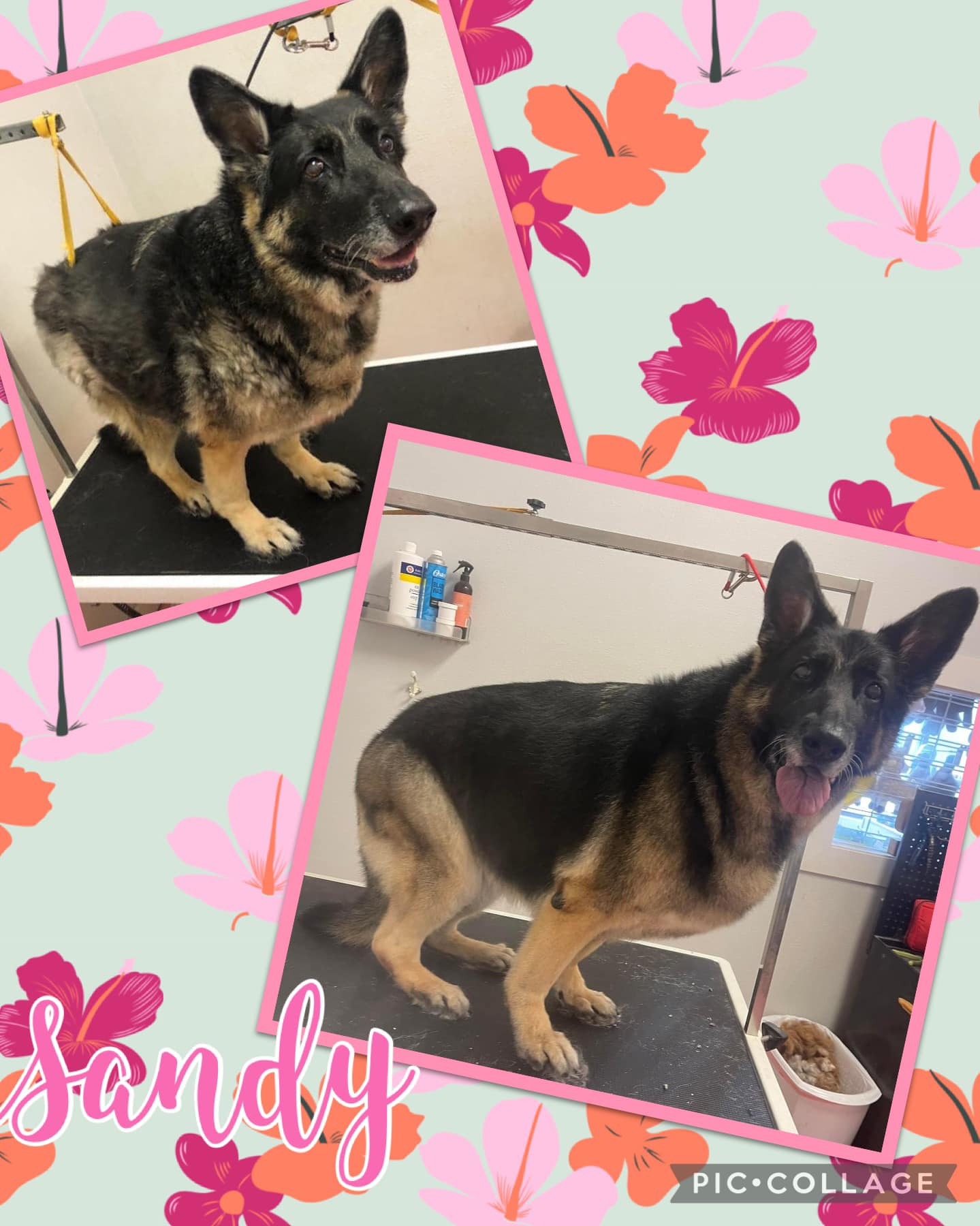 Online booking - Shannon's Grooming