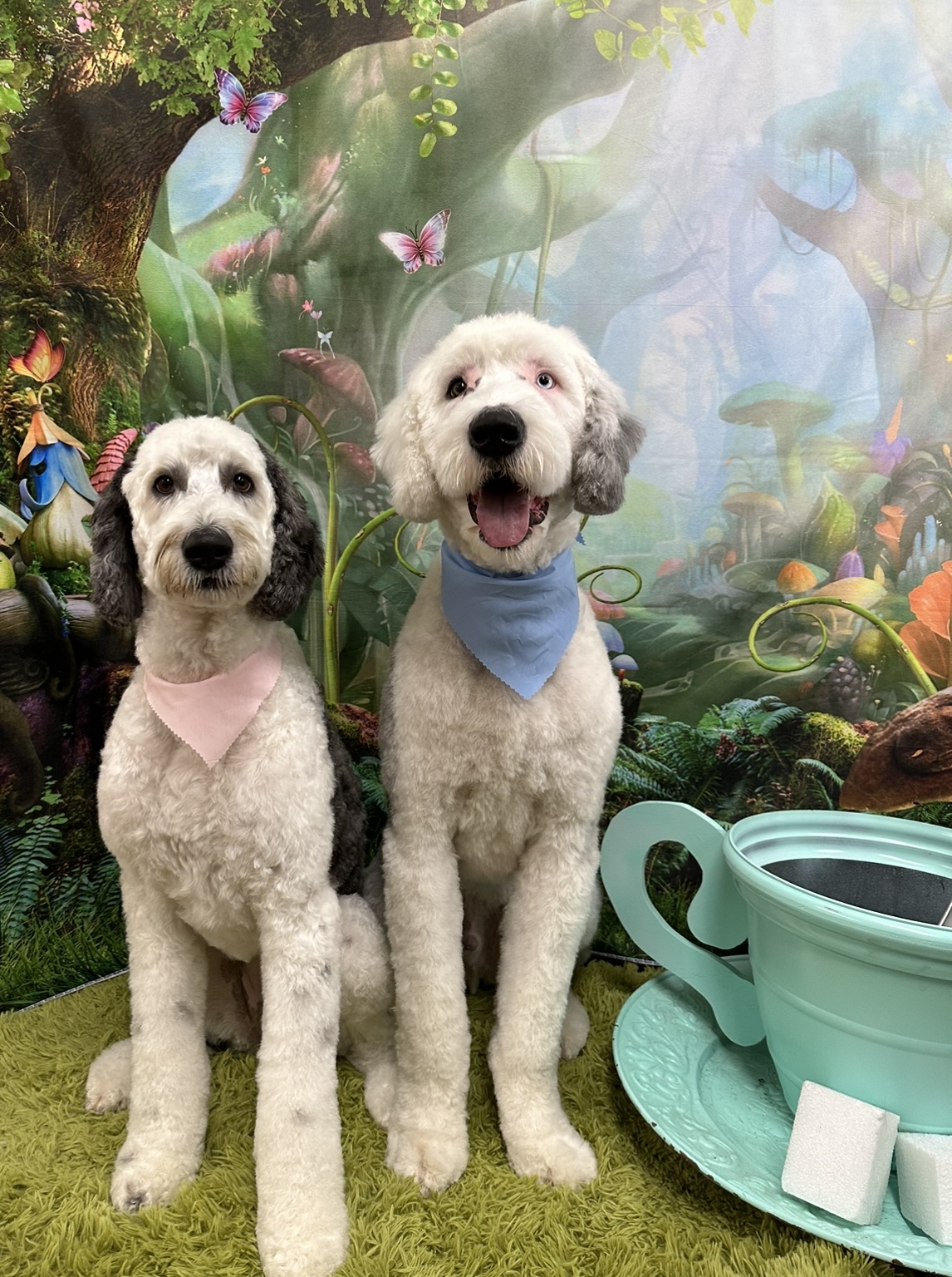 Online booking - Pampered Pooch Grooming & Boutique