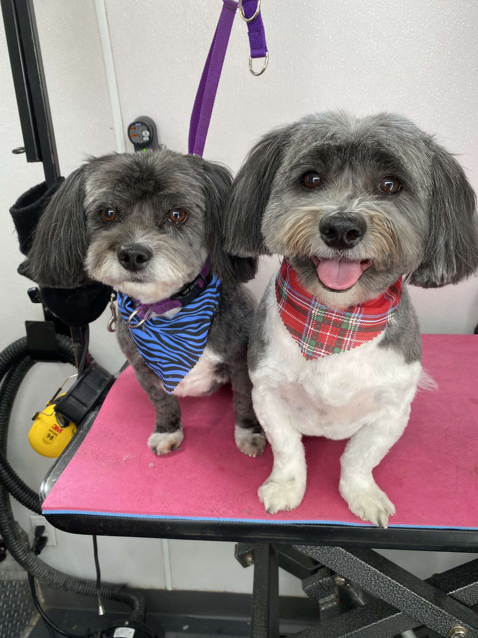 Online booking - Canine Connections