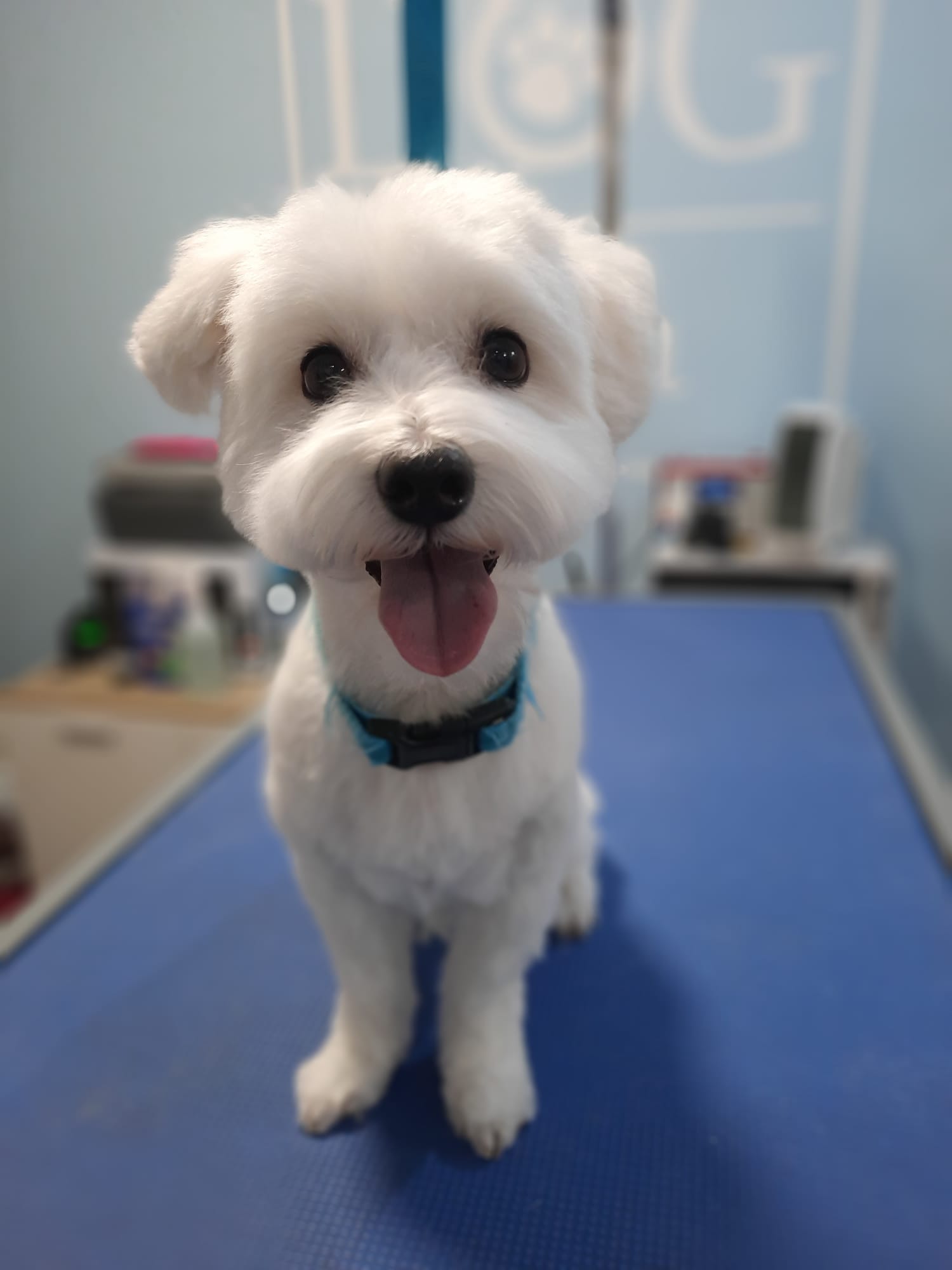 Online booking - Dog Store