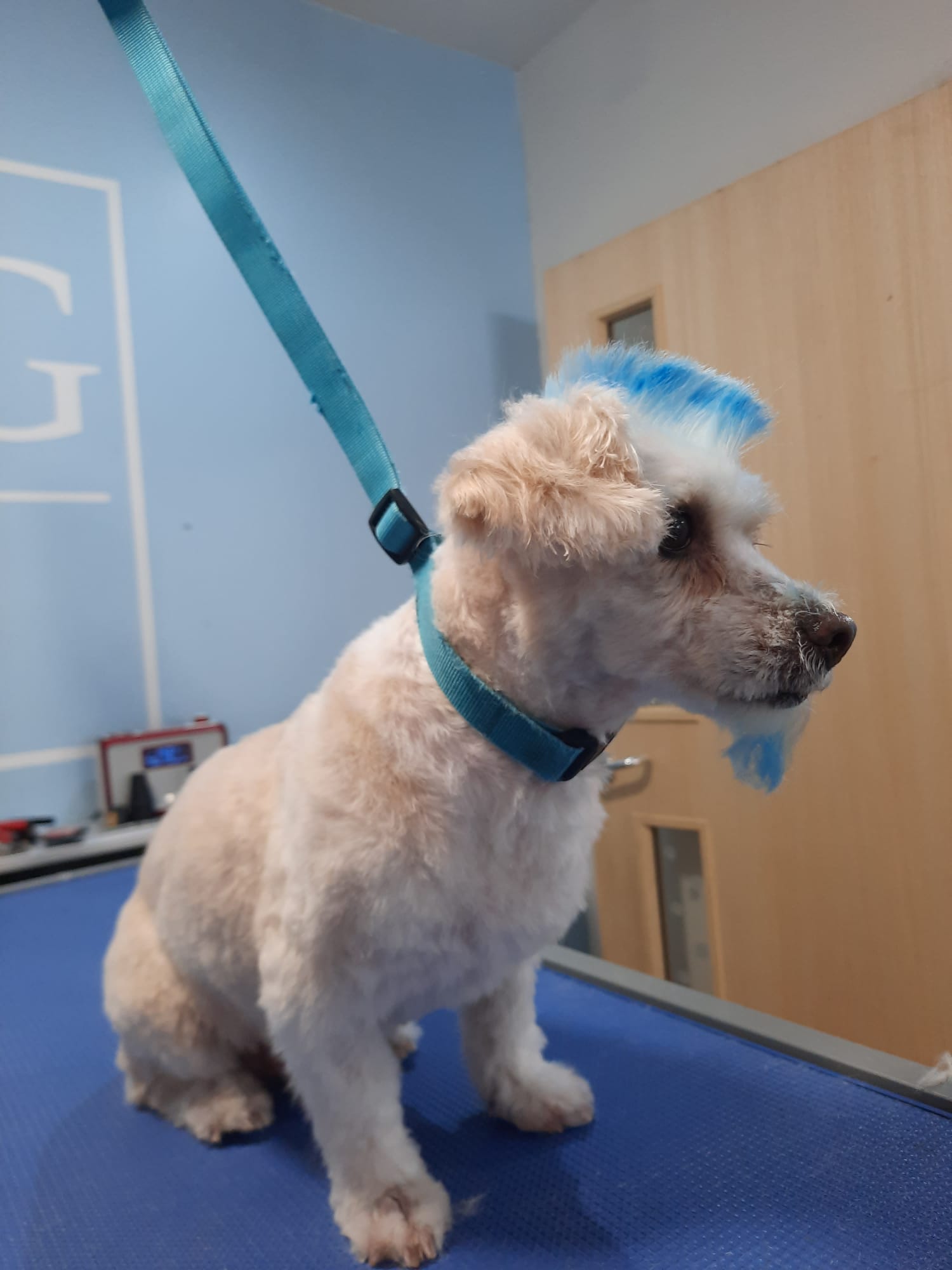 Online booking - Dog Store