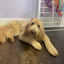 Online booking - Posh Paws Pet Grooming