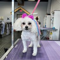 Online booking - Posh Paws Pet Grooming