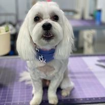 Online booking - Posh Paws Pet Grooming