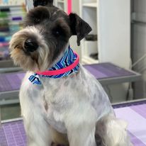Online booking - Posh Paws Pet Grooming