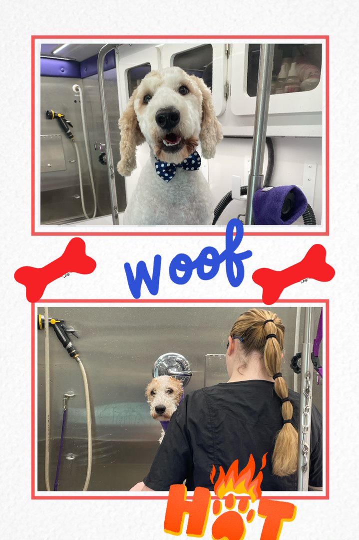 Online booking - Dapper Dogs Mobile Grooming