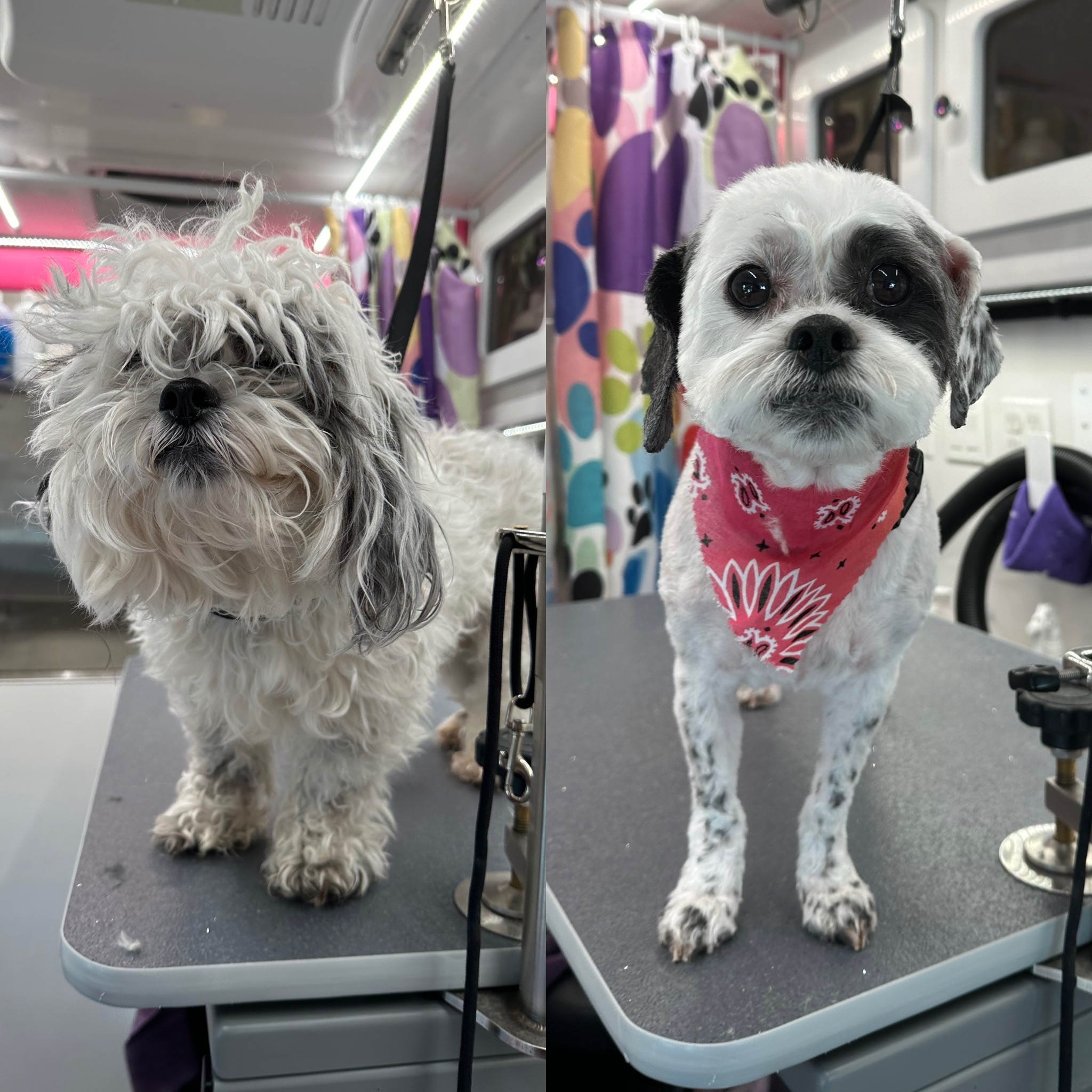 Online booking - Happy Paws Mobile Grooming