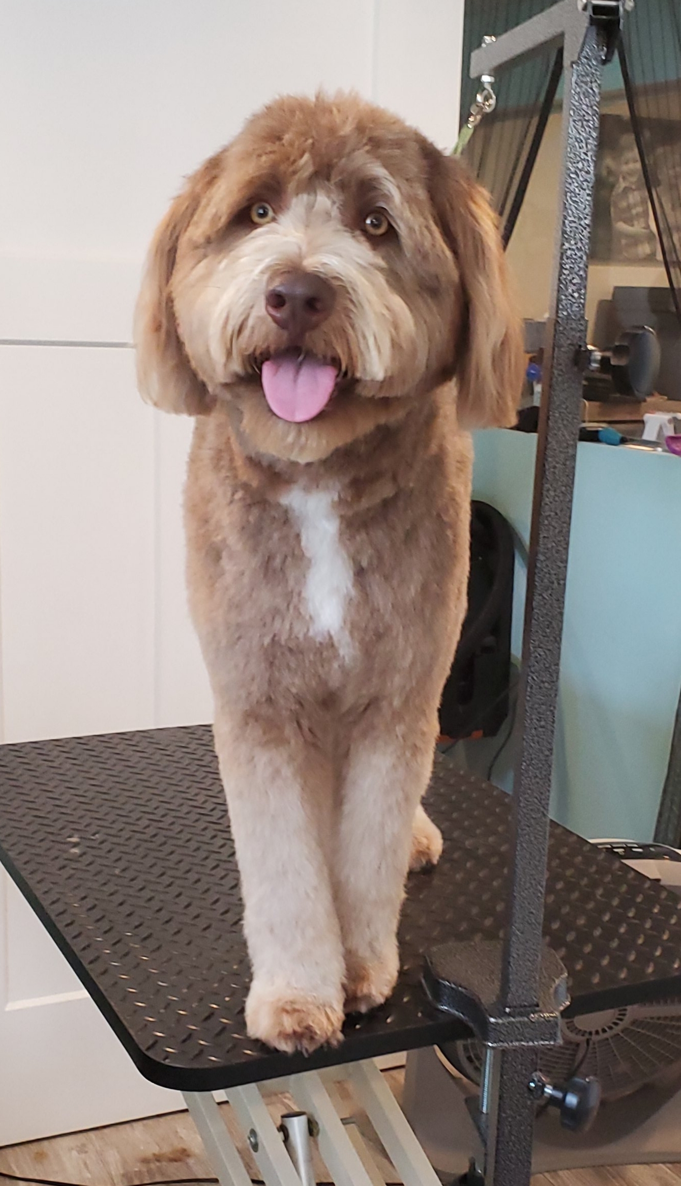 Online booking - Shampooch Tiverton