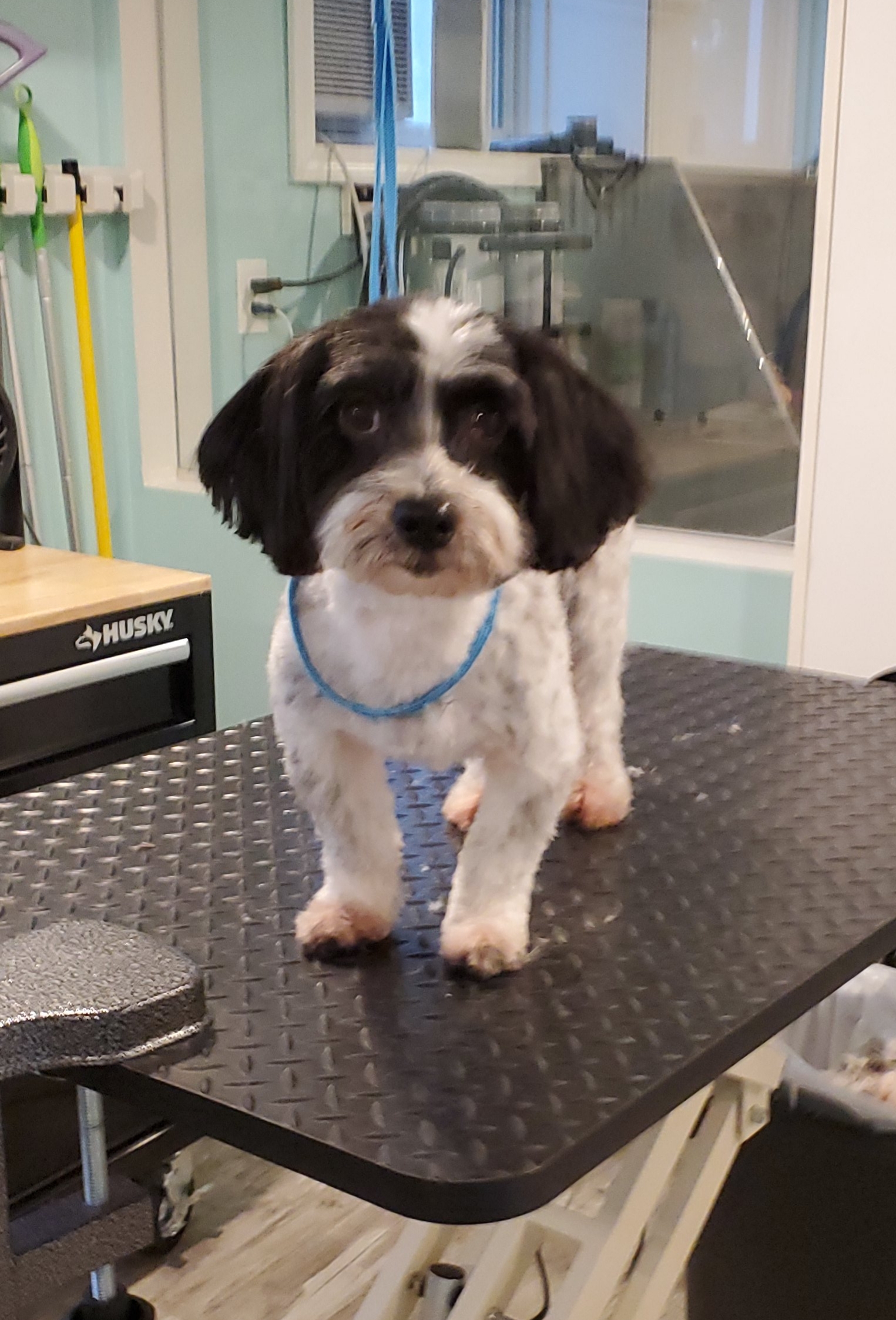 Online booking - Shampooch Tiverton