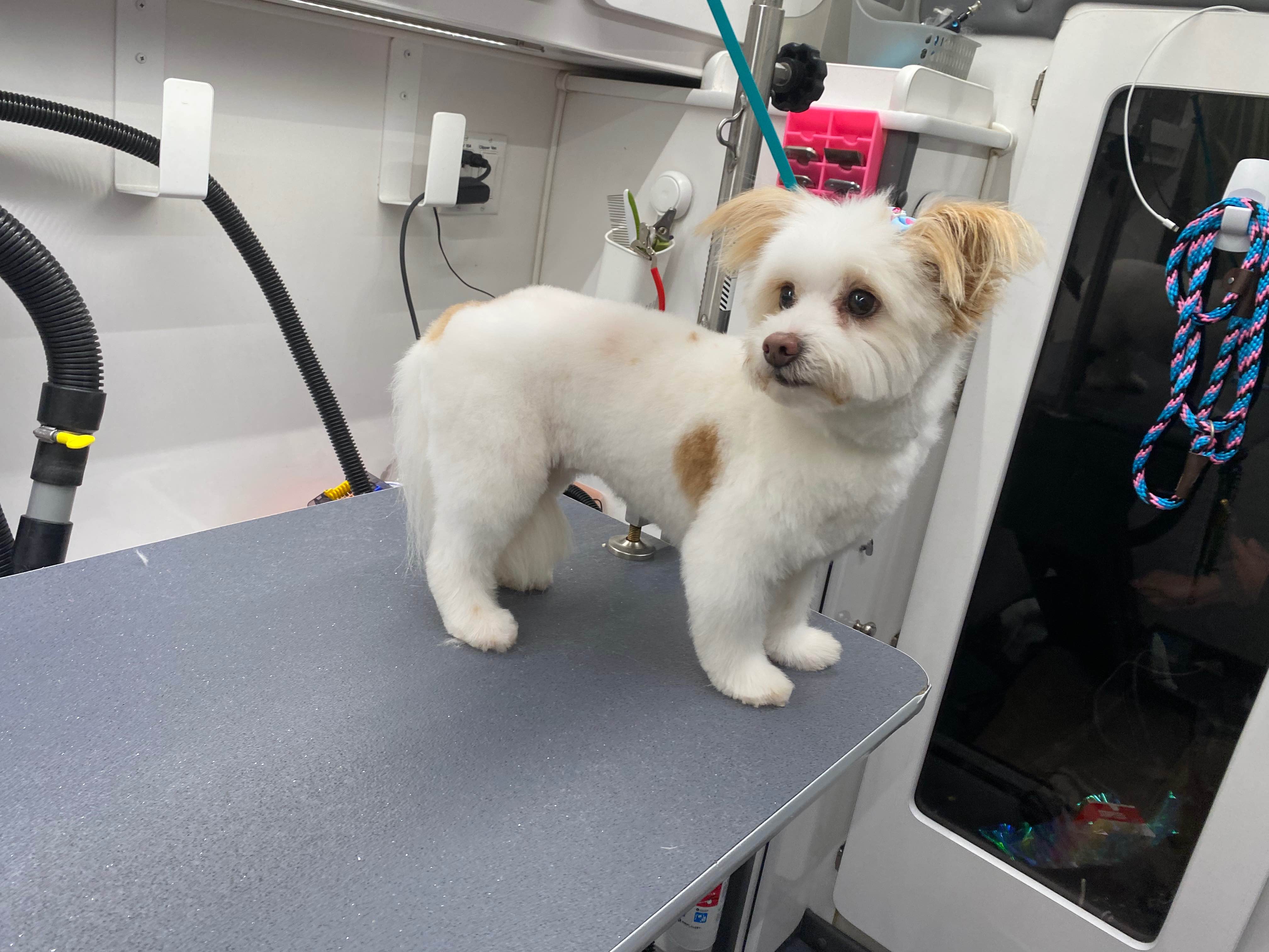 Online booking - Rogue Rover Grooming