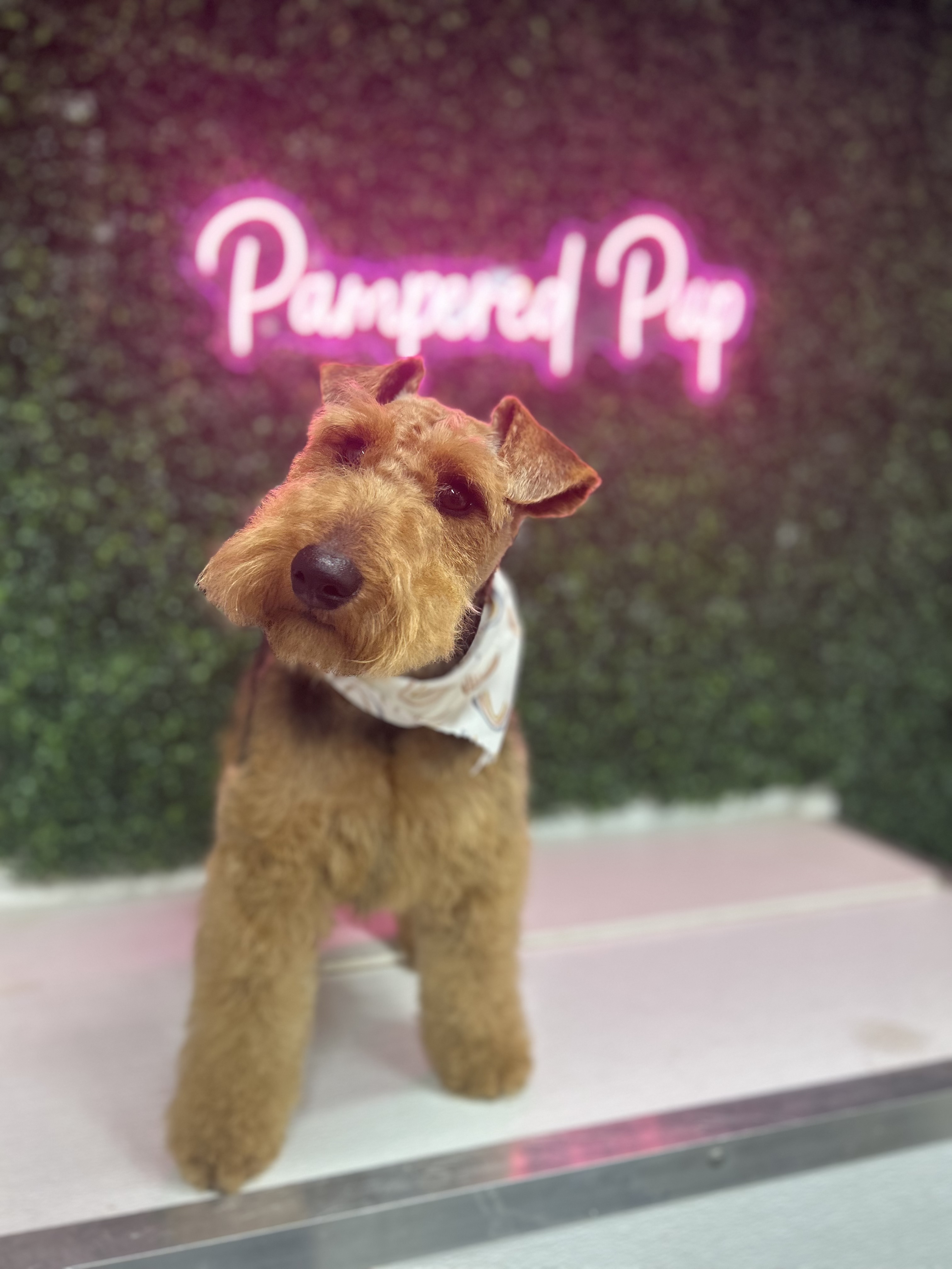 Online booking - Pampered Pup