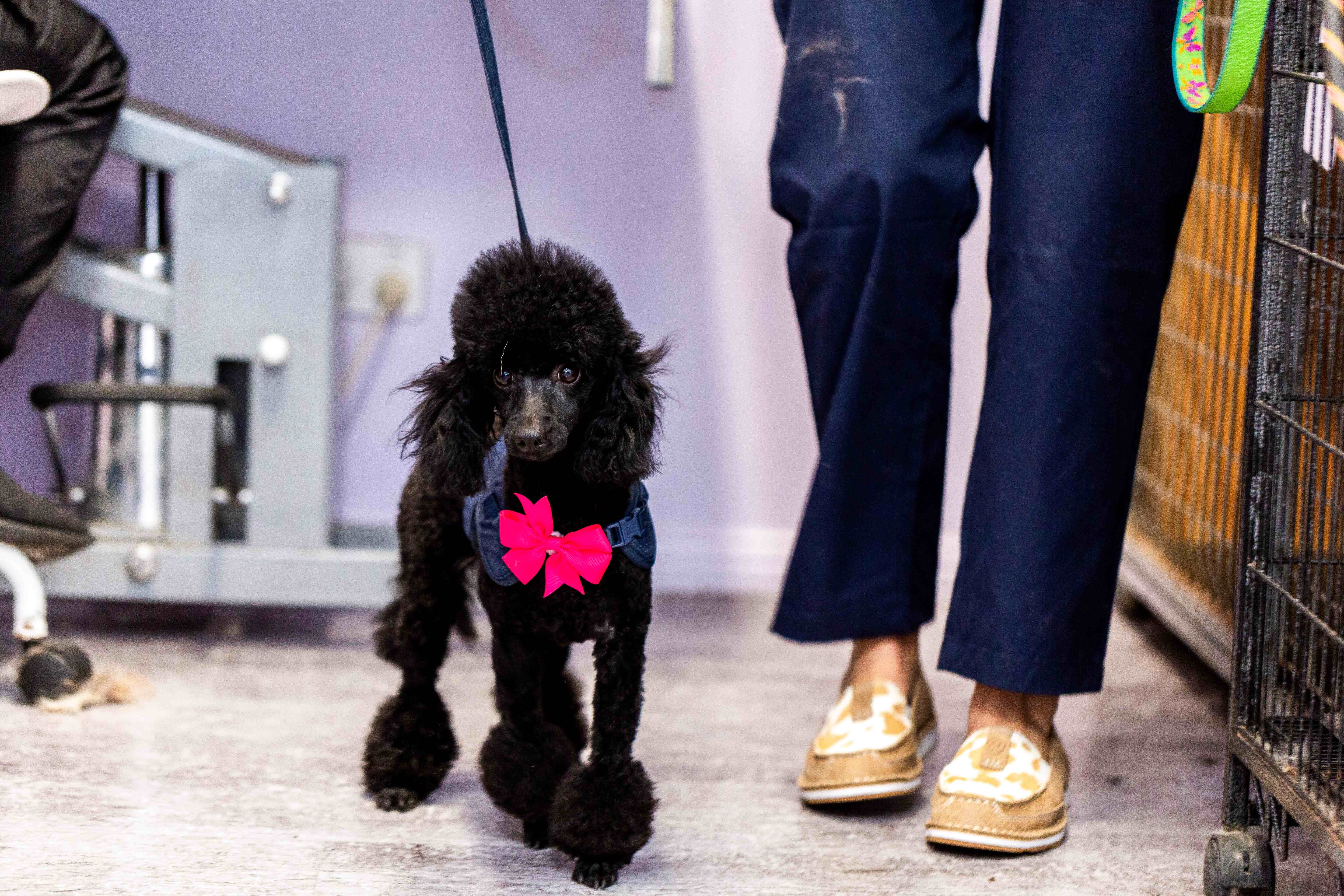 Online booking - Stylist to the Dogs Narangba