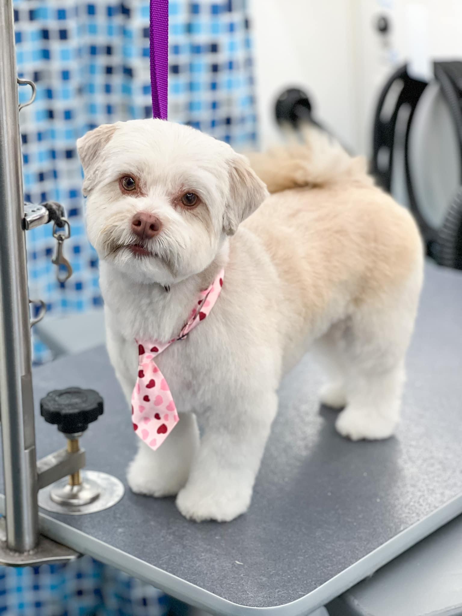 Online booking - Mutt'staches Mobile Grooming