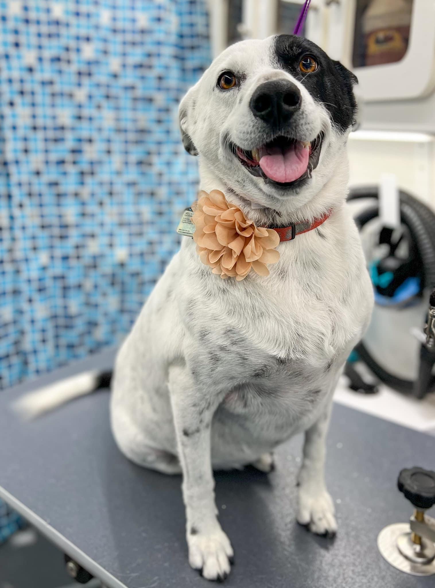 Online booking - Mutt'staches Mobile Grooming