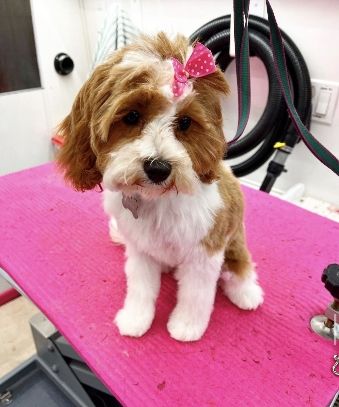 Online booking - Lilly's Mobile Dog Grooming