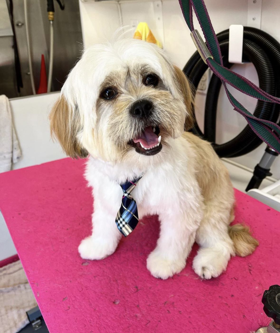 Online booking - Lilly's Mobile Dog Grooming