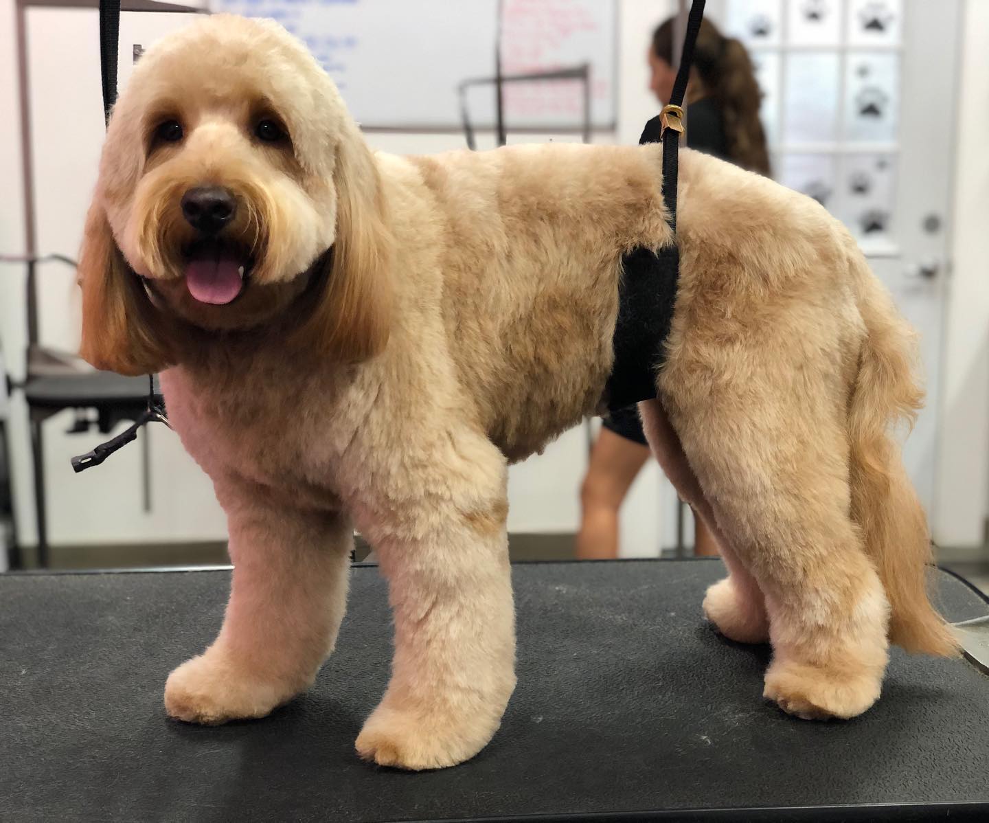 Online booking - Collar & Comb