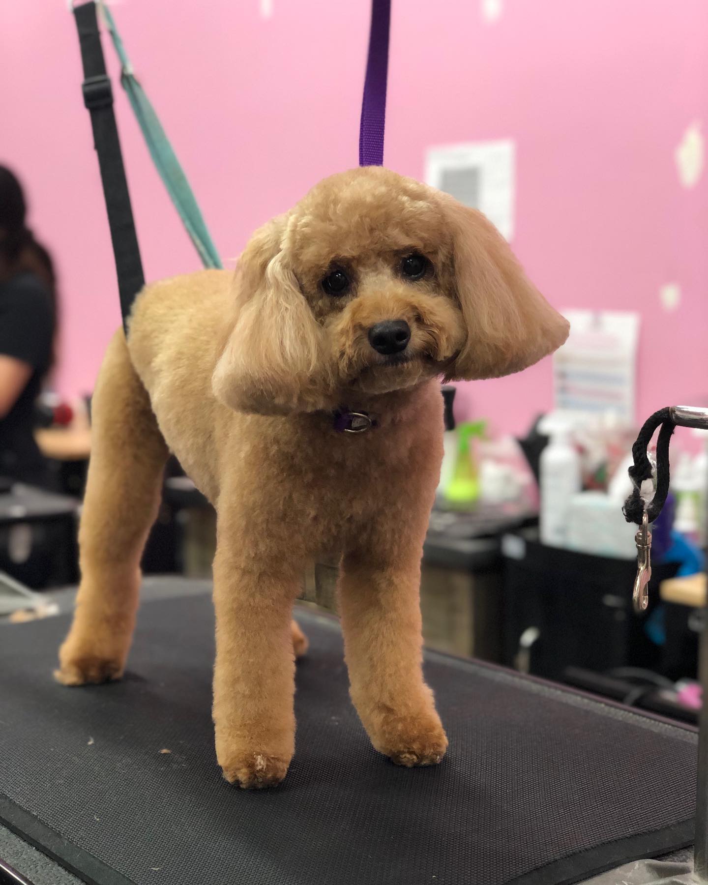 Online booking - Collar & Comb