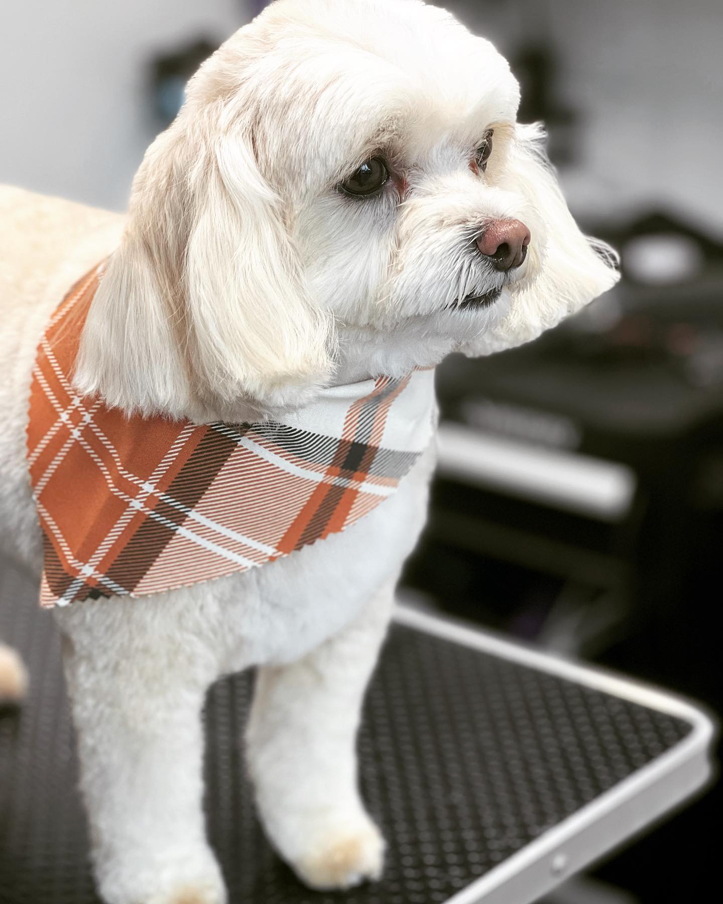 Online booking - Collar & Comb