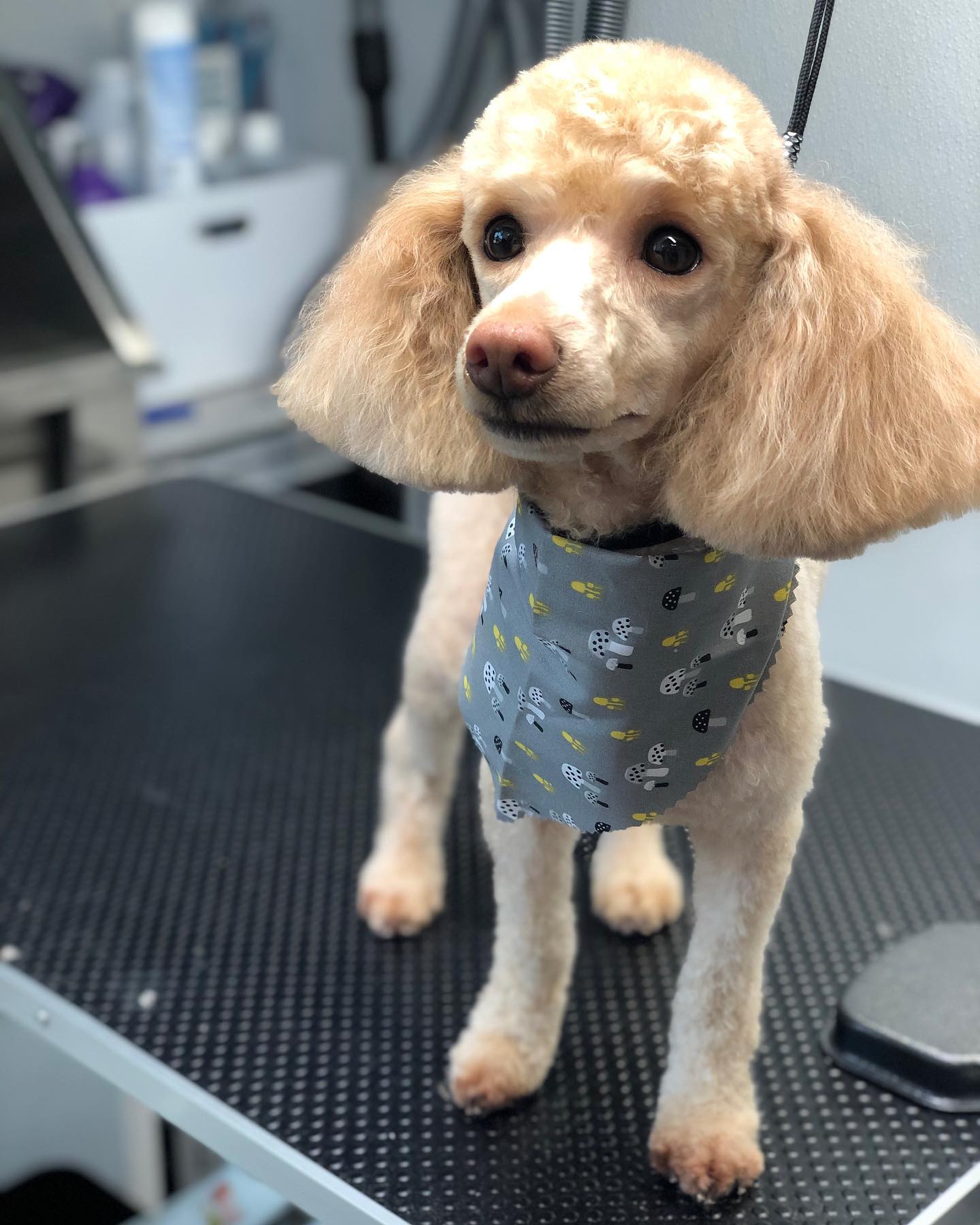 Online booking - Collar & Comb