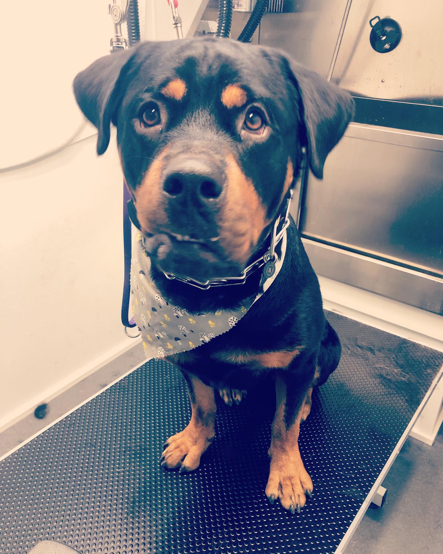 Online booking - Collar & Comb