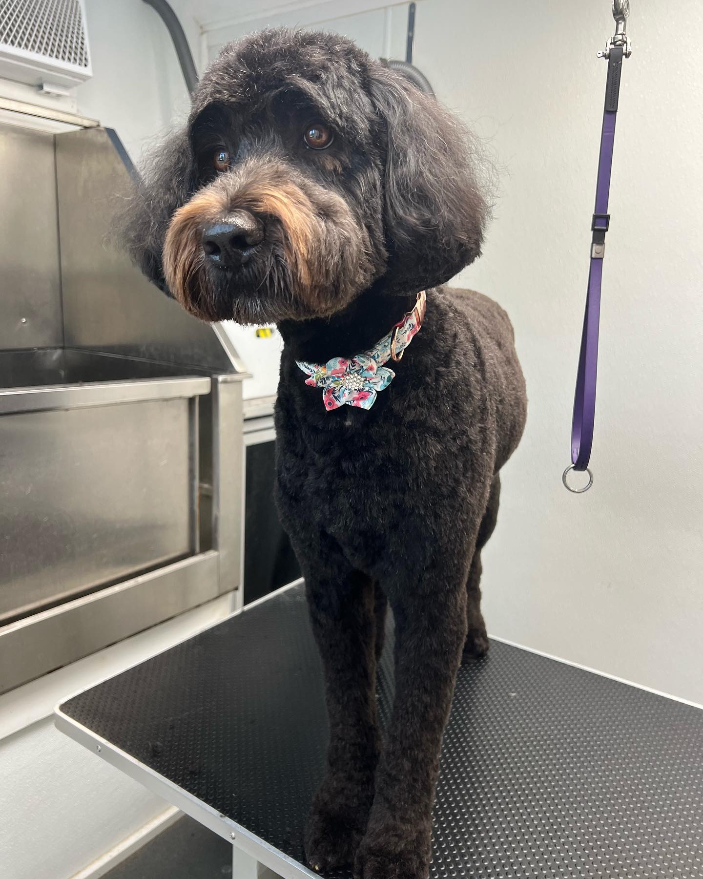 Online booking - Collar & Comb