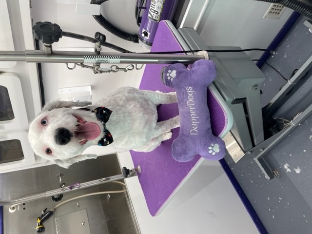 Online booking - Dapper Dogs Mobile Grooming