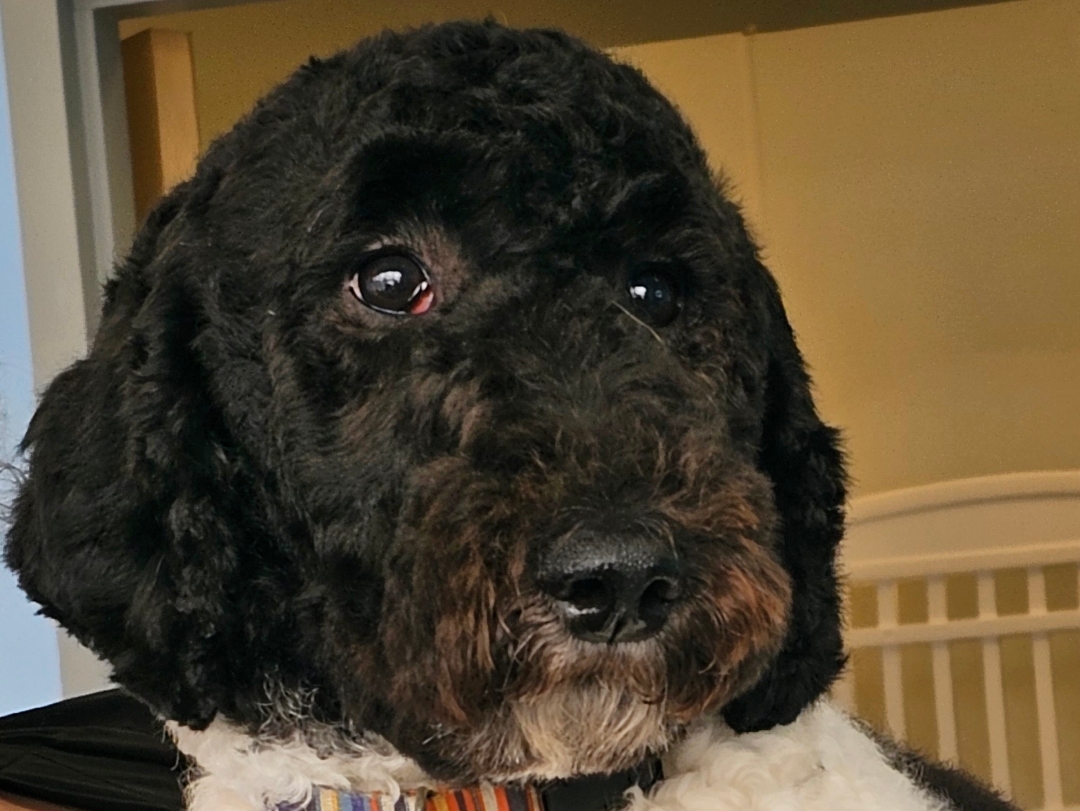 Online booking - WAGS Pet Spa