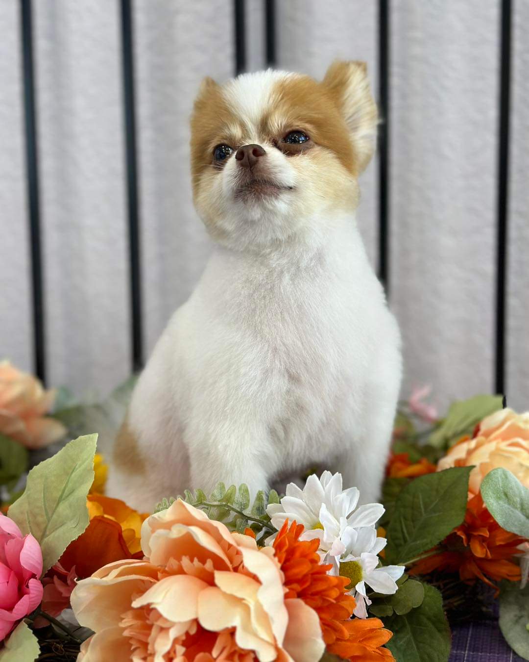 Online booking - Picture Perfect Grooming Salon