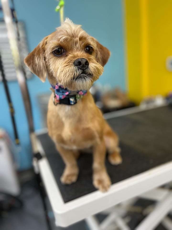 Online booking - The Dashing Dog Parlour, LLC