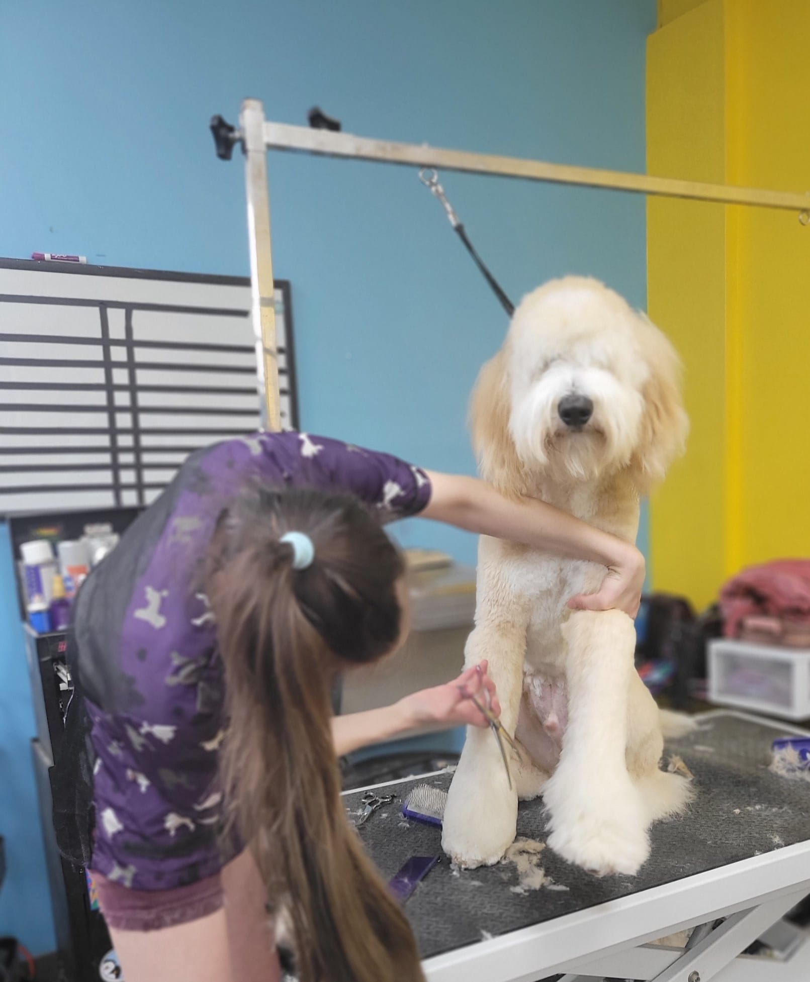 Online booking - The Dashing Dog Parlour, LLC