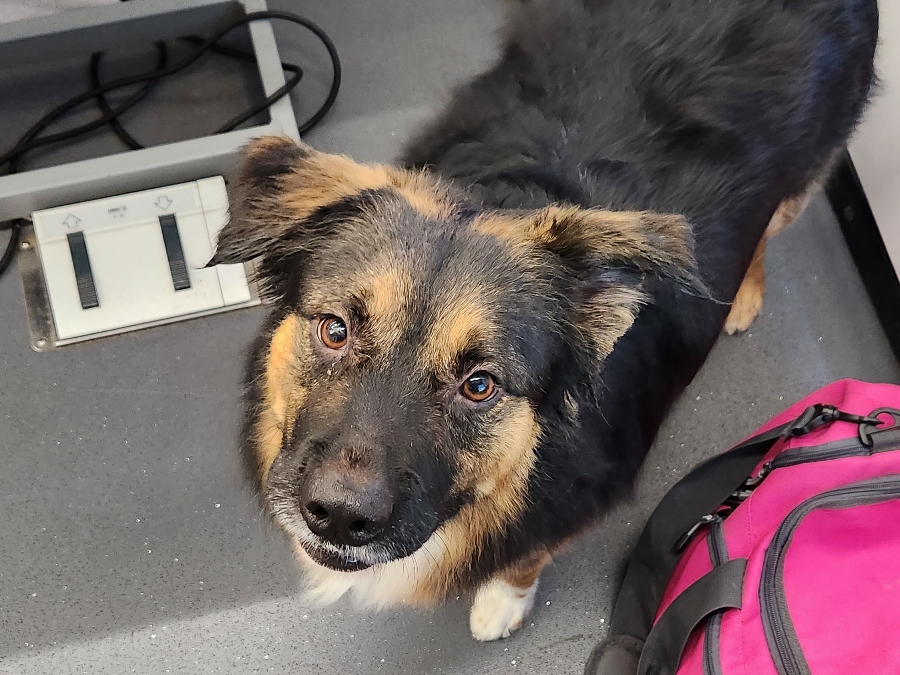 Online booking - Ninja Paw Mobile Groomers