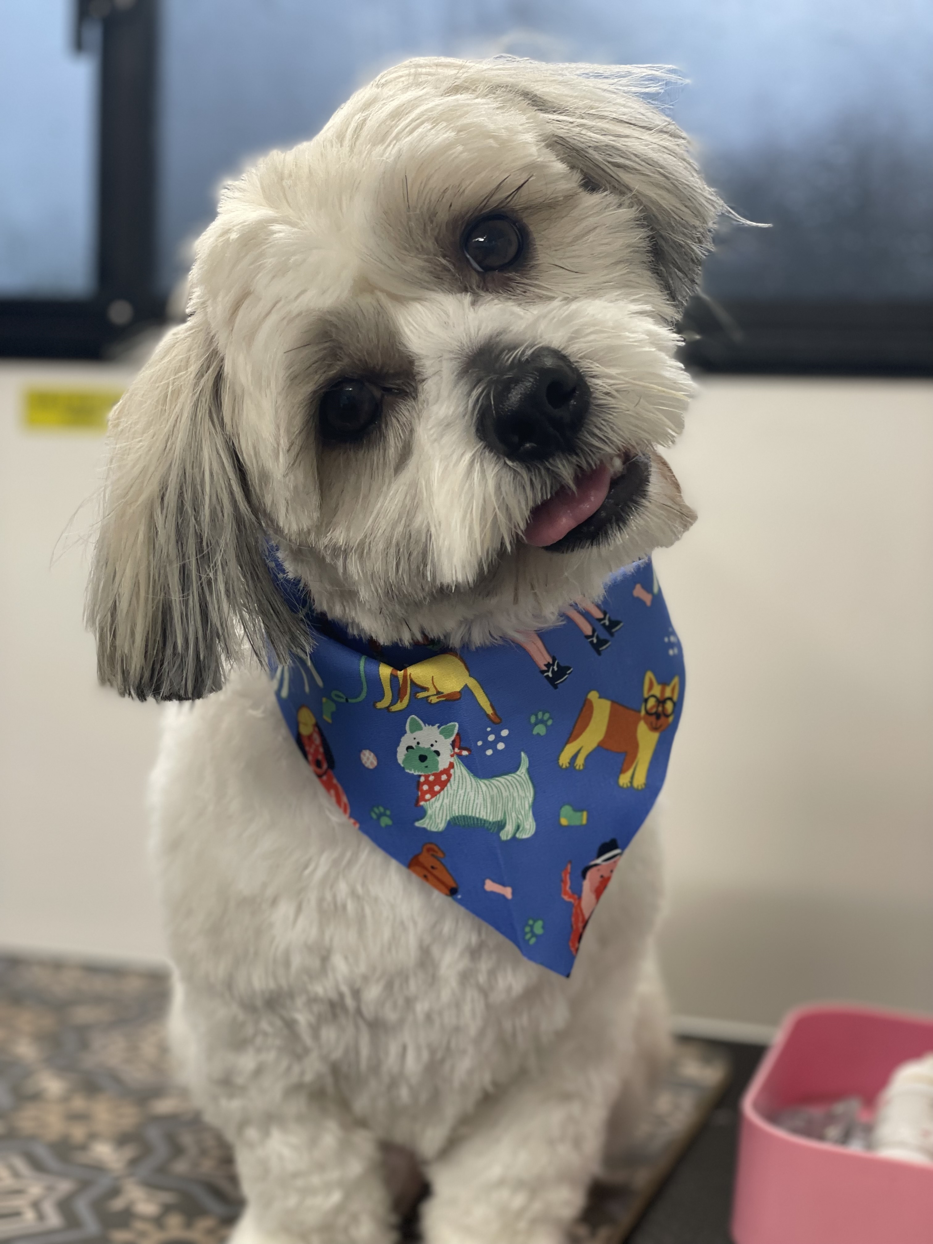 Online booking - Hazie Dazie Pet Grooming