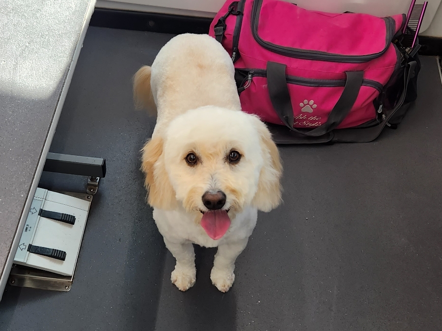 Online booking - Ninja Paw Mobile Groomers