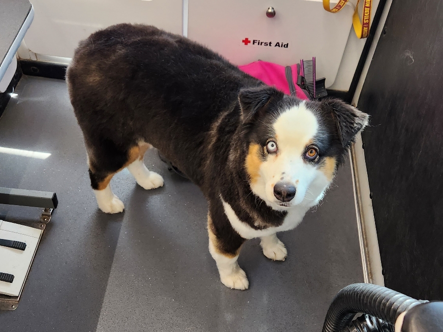 Online booking - Ninja Paw Mobile Groomers