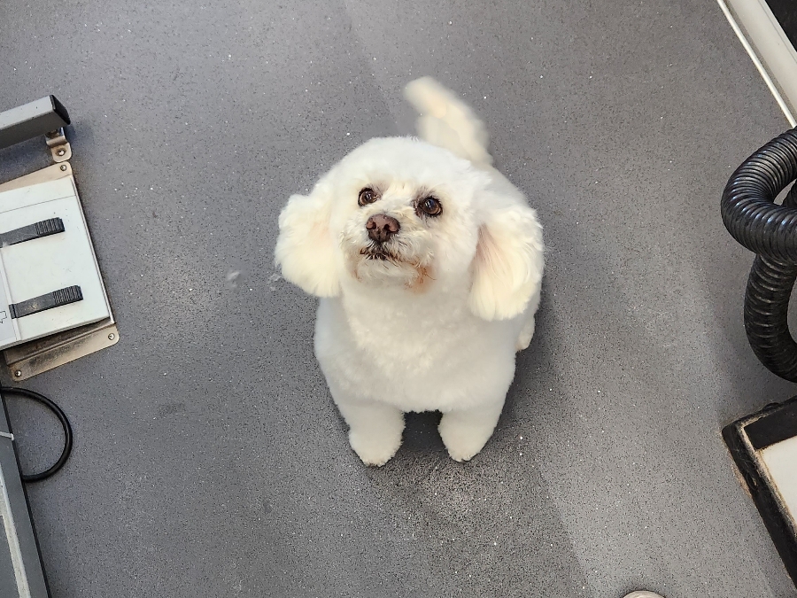 Online booking - Ninja Paw Mobile Groomers