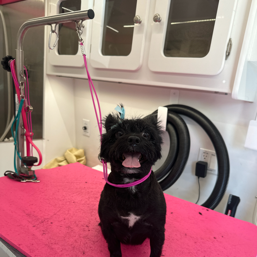 Online booking - Lilly's Mobile Dog Grooming